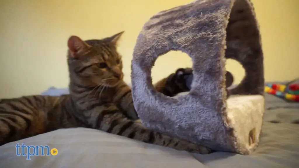 The Vortex-M cat toy Review – Pet Brilliant.com