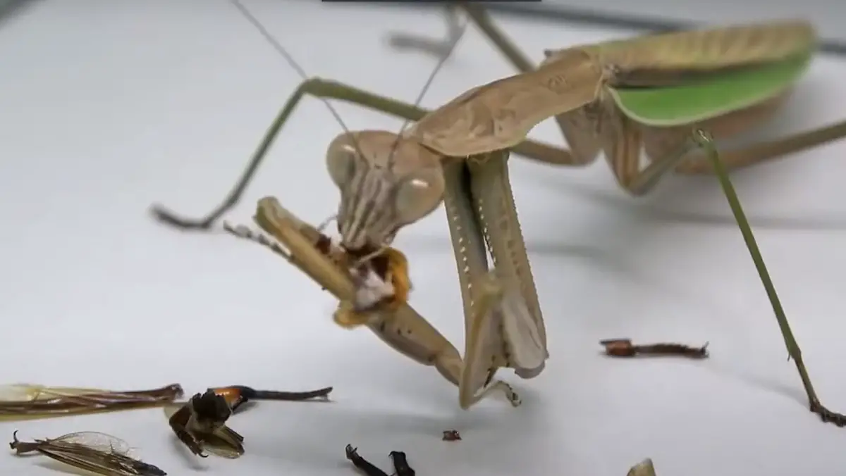 What Do Praying Mantis Eat? – Pet Brilliant.com