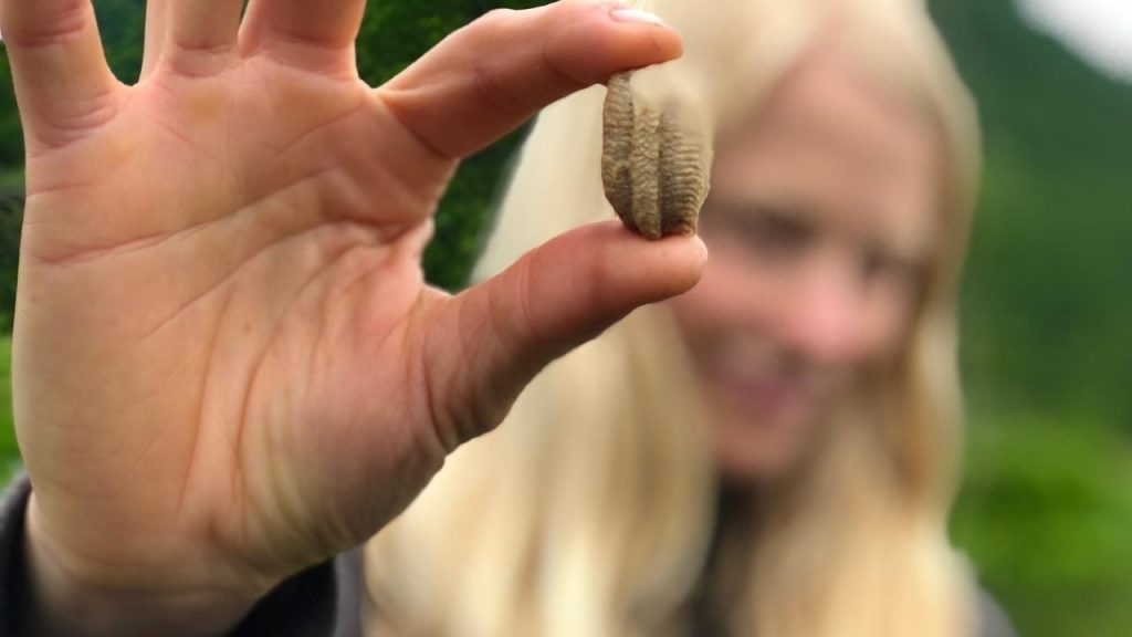 Praying Mantis Egg Sacs For Next Generation Of Powerful Predators – Pet ...