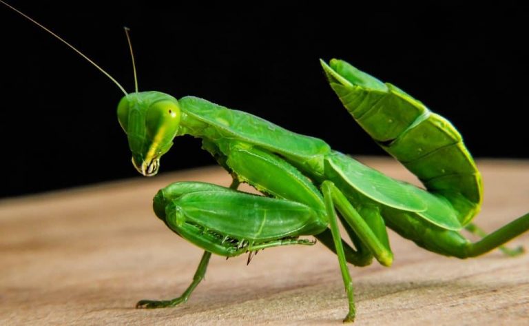 praying mantis good luck – Pet Brilliant.com