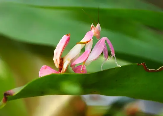 Where Do Praying Mantis Live? – Pet Brilliant.com