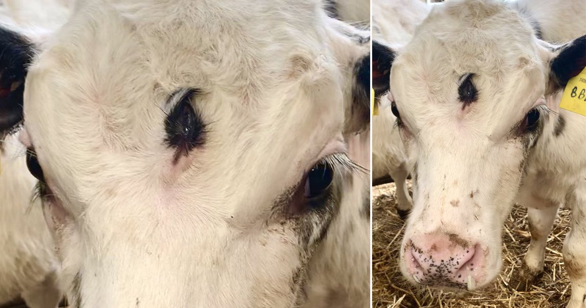 Do Cows Have Eyebrows? – Pet Brilliant.com