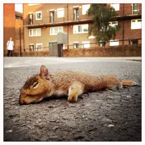 How Long Does It Take For A Squirrel To Decompose? – Pet Brilliant.com